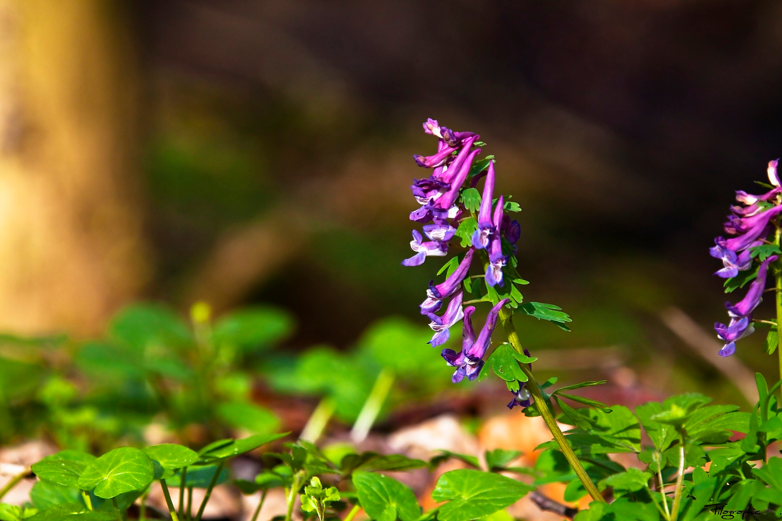Flowers, Trees and Plants